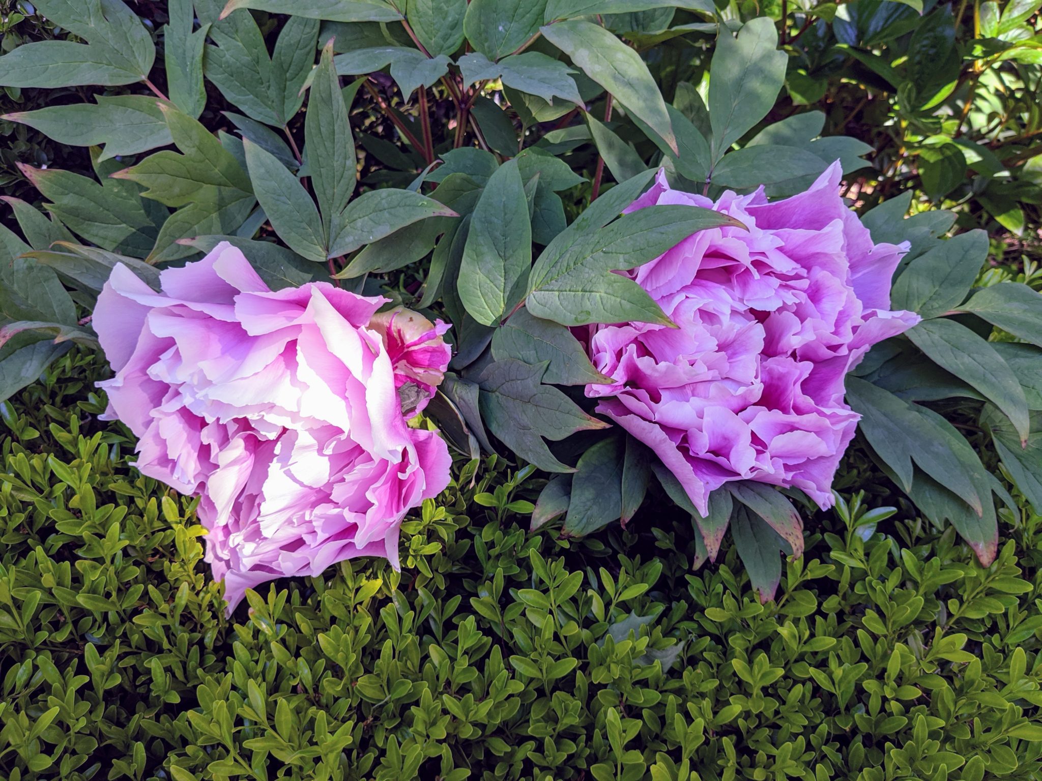 The Blooming Tree Peonies at My Farm - The Martha Stewart Blog