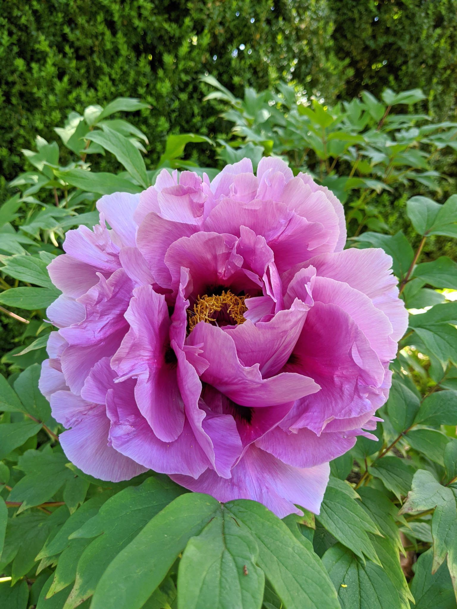 The Blooming Tree Peonies at My Farm - The Martha Stewart Blog