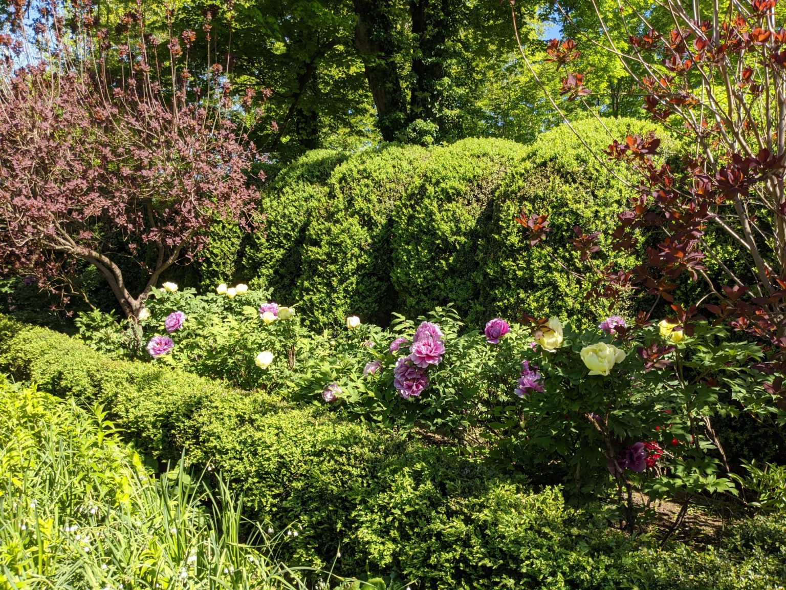 The Blooming Tree Peonies at My Farm - The Martha Stewart Blog