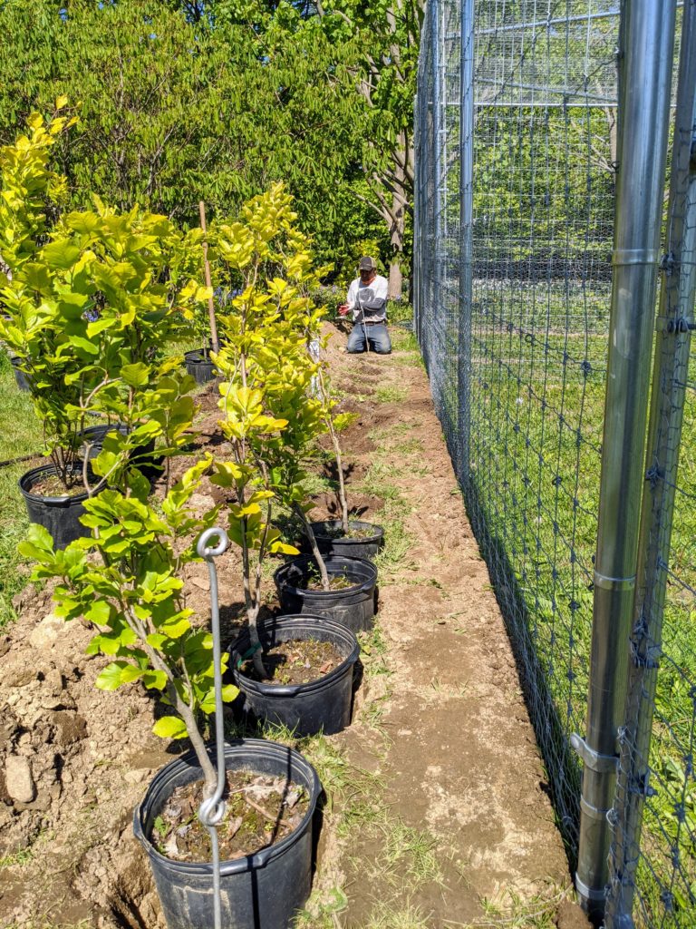 The Martha Stewart Blog : Blog Archive Planting a Hedge of European ...