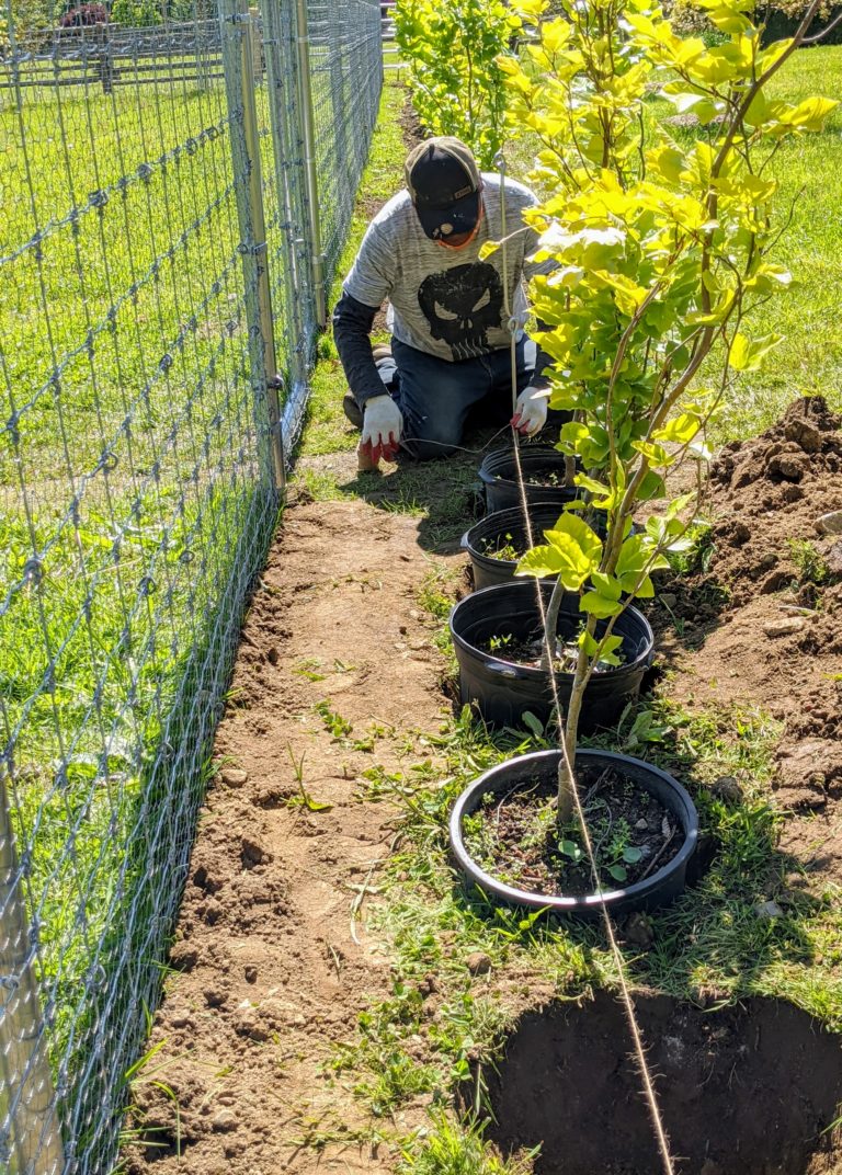 Planting a Hedge of European Beech Trees - The Martha Stewart Blog