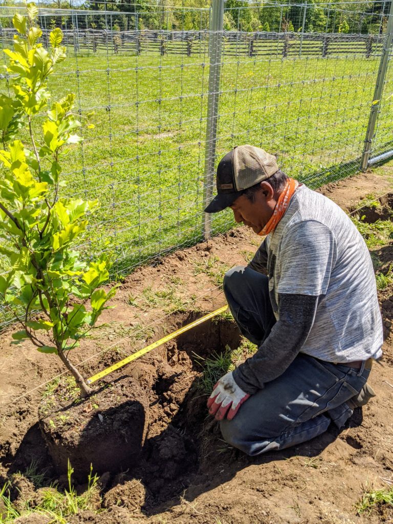 The Martha Stewart Blog : Blog Archive Planting a Hedge of European ...
