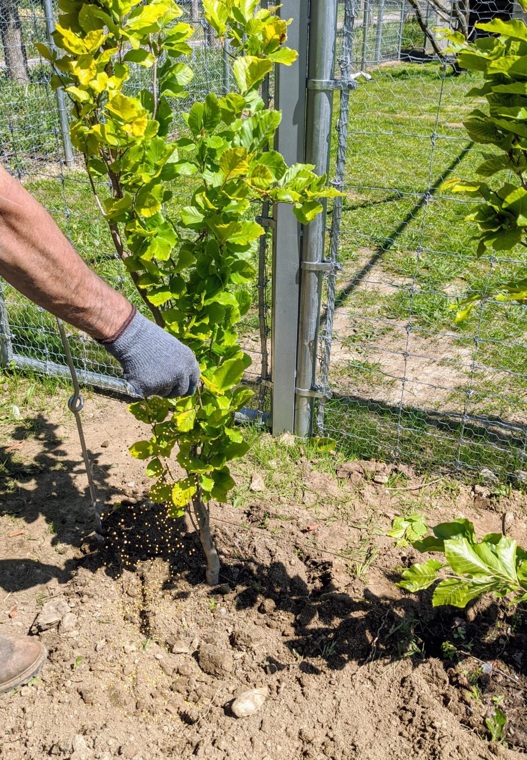 Planting a Hedge of European Beech Trees - The Martha Stewart Blog