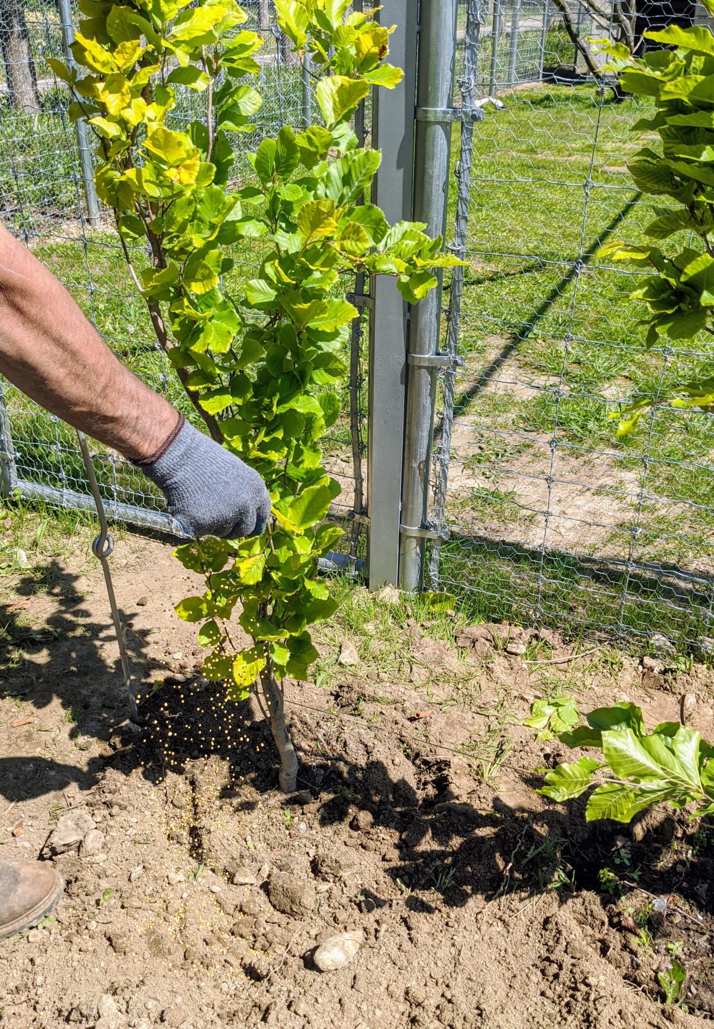 Planting a Hedge of European Beech Trees - The Martha Stewart Blog