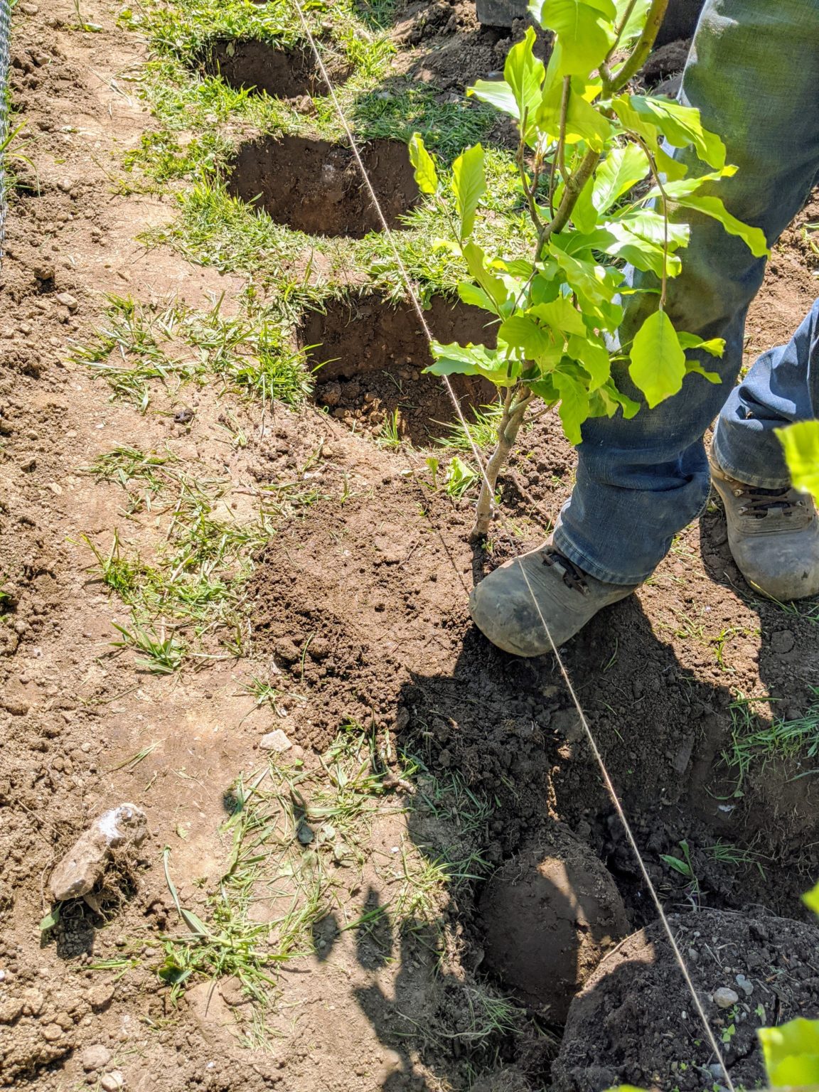 The Martha Stewart Blog : Blog Archive Planting a Hedge of European ...