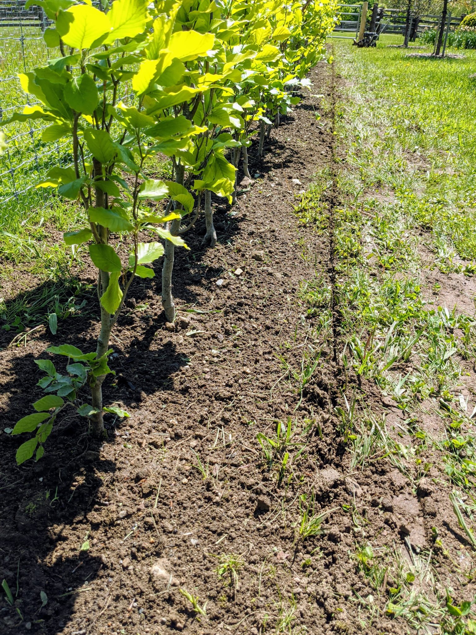 Planting a Hedge of European Beech Trees - The Martha Stewart Blog