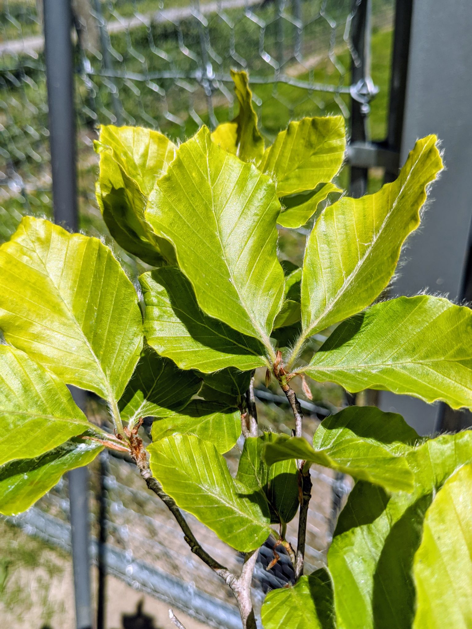 Planting a Hedge of European Beech Trees - The Martha Stewart Blog