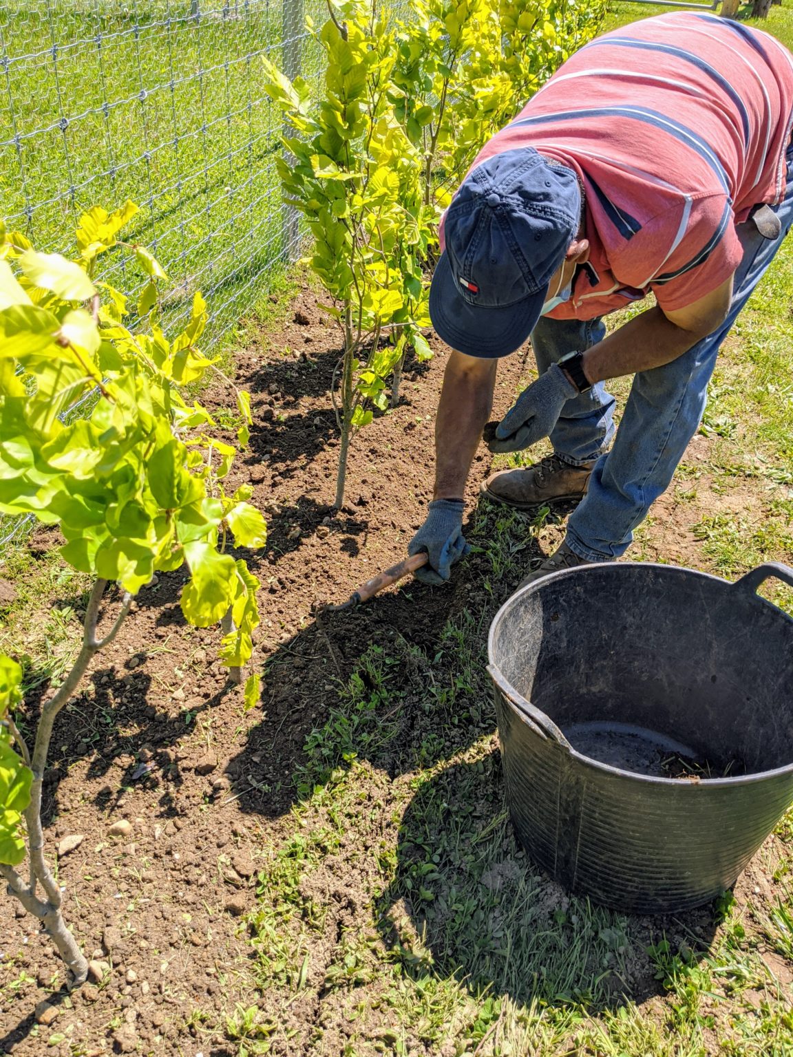 The Martha Stewart Blog : Blog Archive Planting a Hedge of European ...