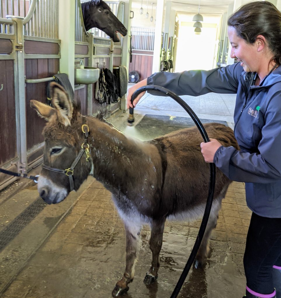 Bath Time for My Five Donkeys - The Martha Stewart Blog