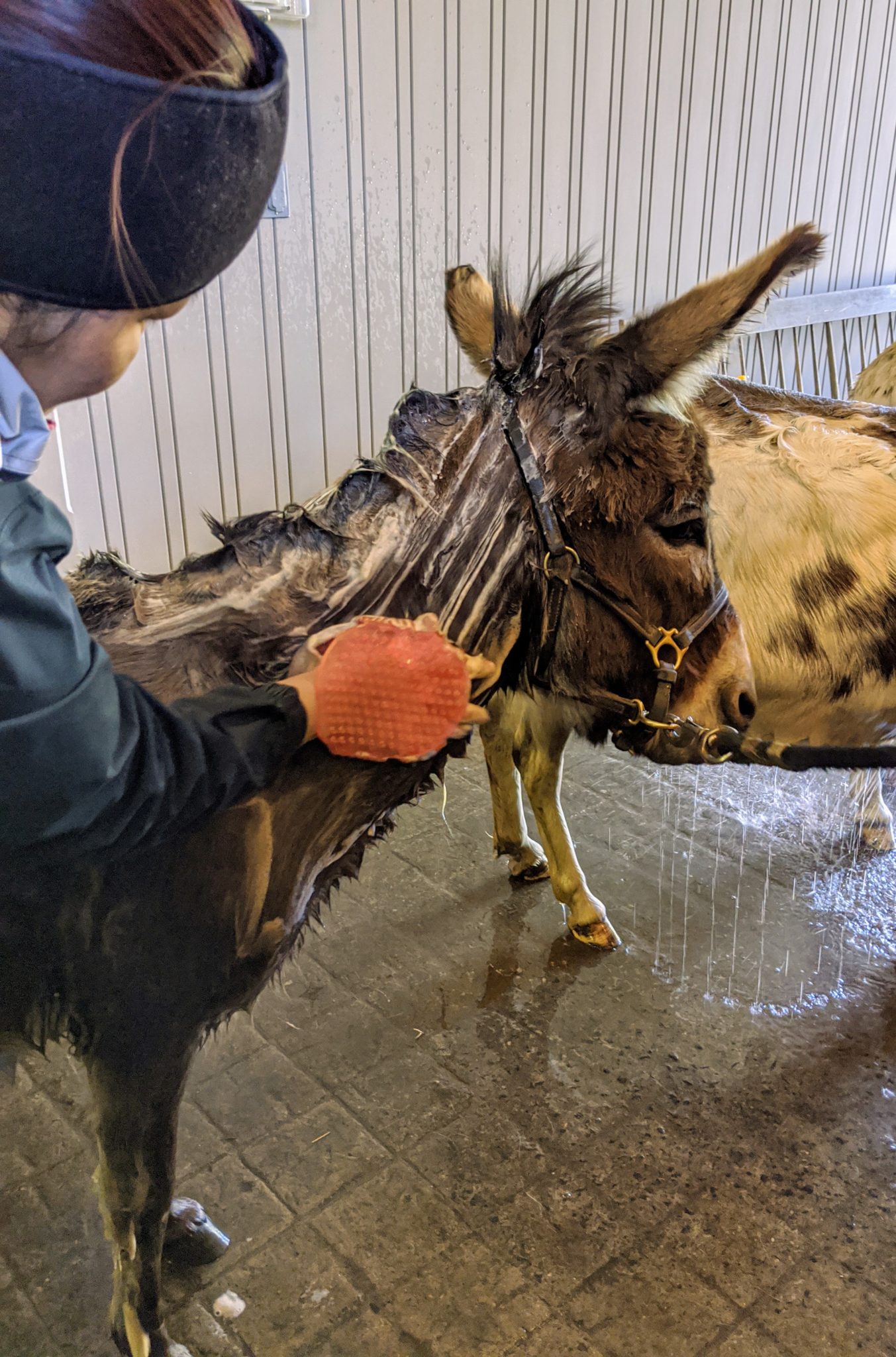 Bath Time for My Five Donkeys - The Martha Stewart Blog