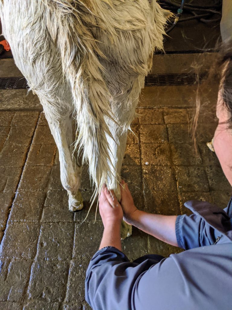 Bath Time for My Five Donkeys - The Martha Stewart Blog