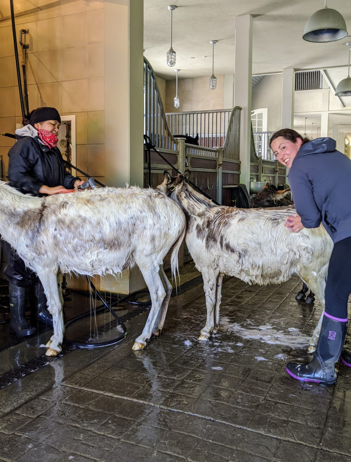 Bath Time for My Five Donkeys - The Martha Stewart Blog