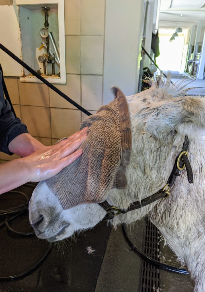 Bath Time for My Five Donkeys - The Martha Stewart Blog