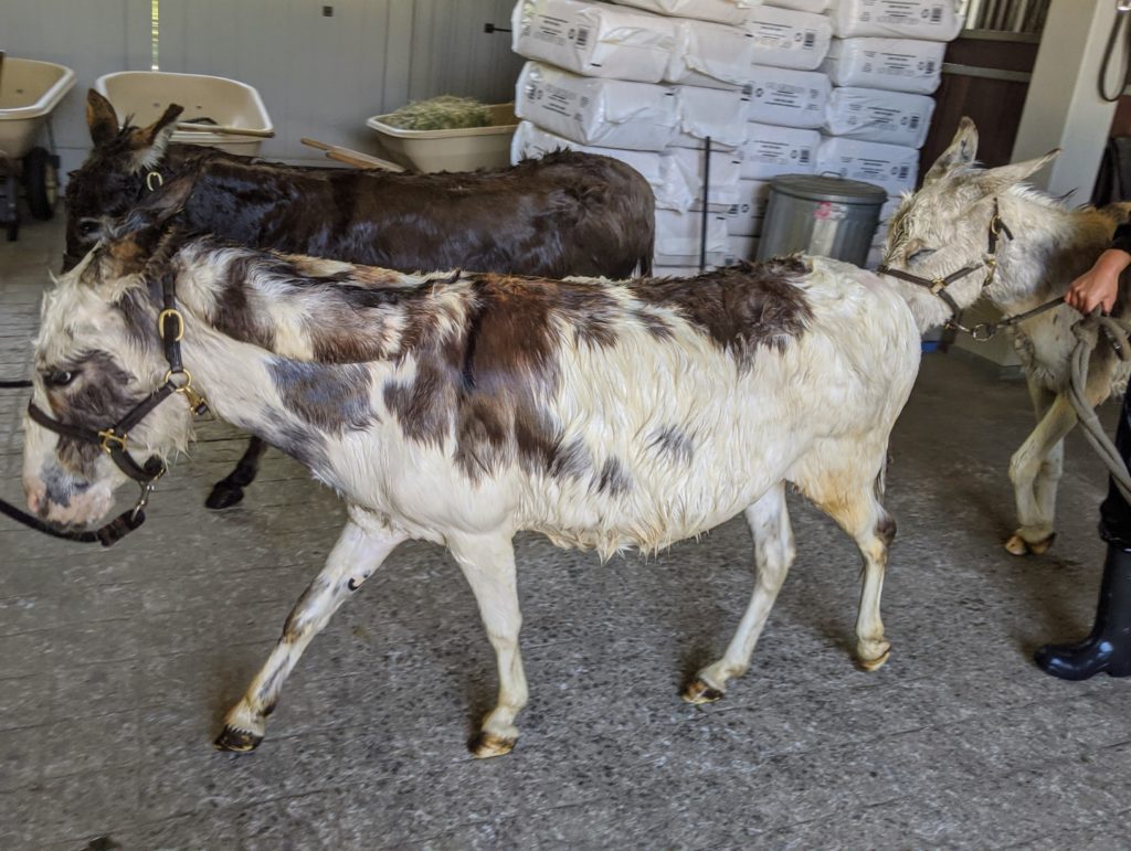 Bath Time for My Five Donkeys - The Martha Stewart Blog