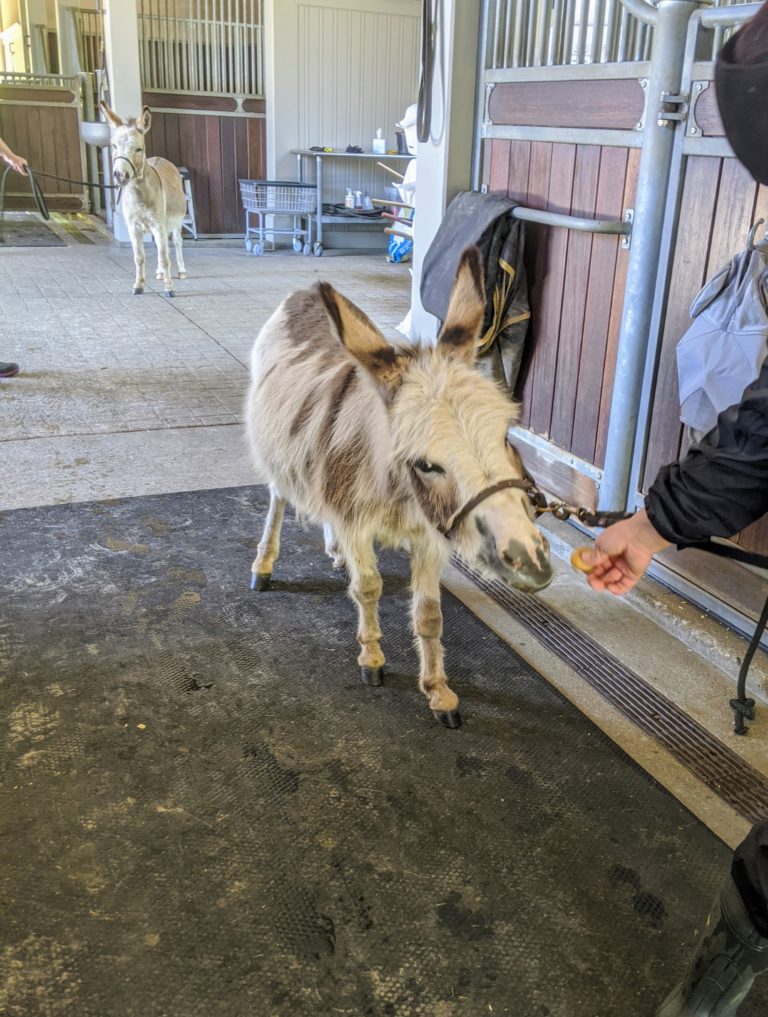 Bath Time for My Five Donkeys - The Martha Stewart Blog