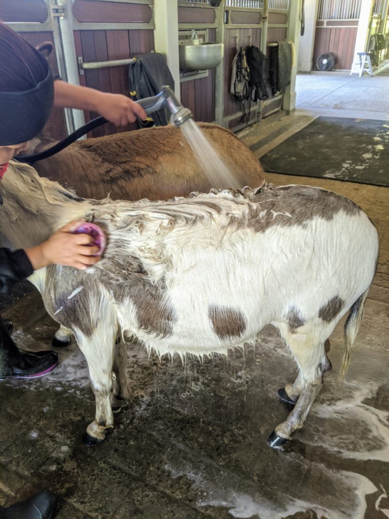 Bath Time for My Five Donkeys - The Martha Stewart Blog