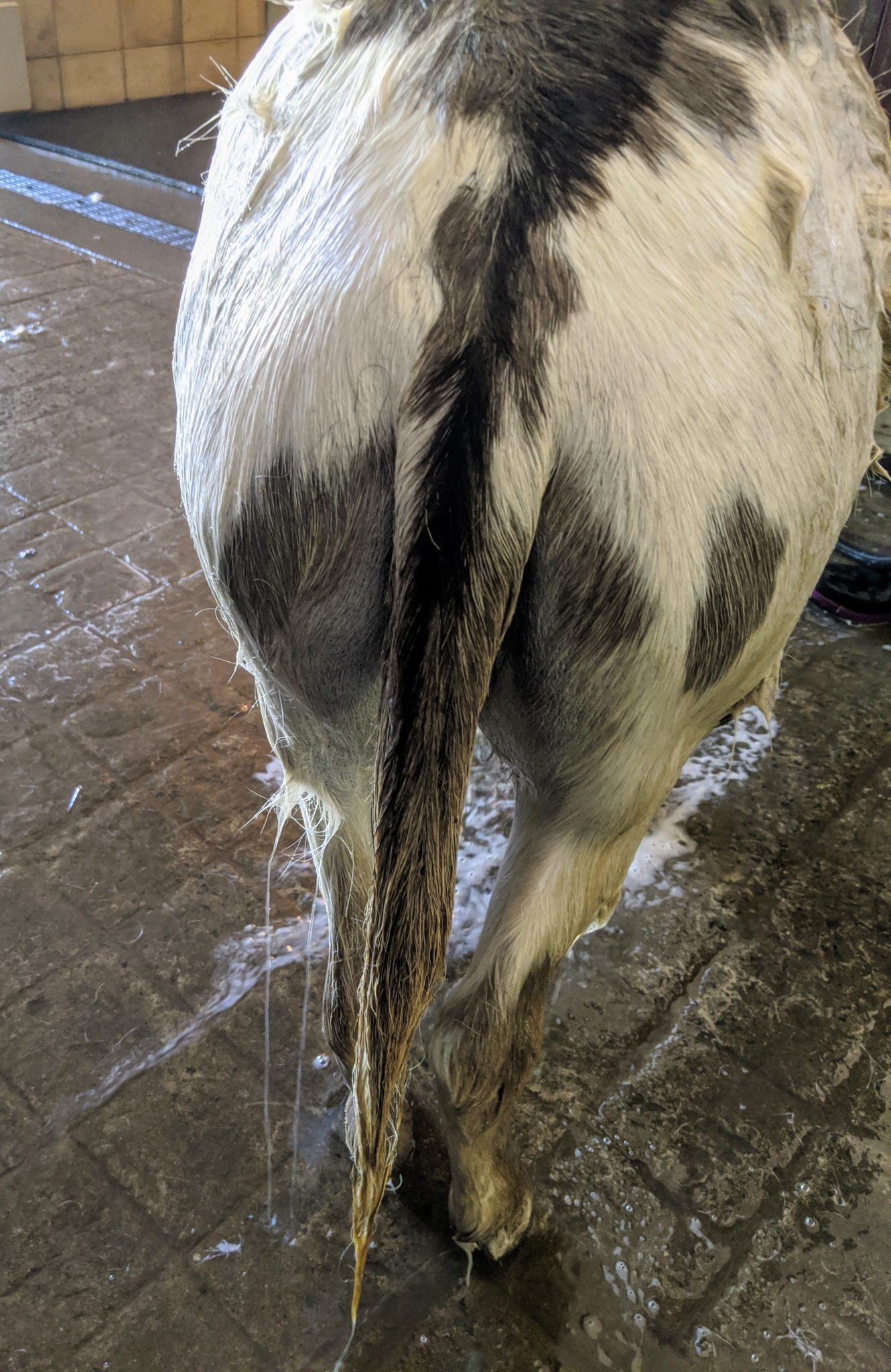 Bath Time for My Five Donkeys - The Martha Stewart Blog