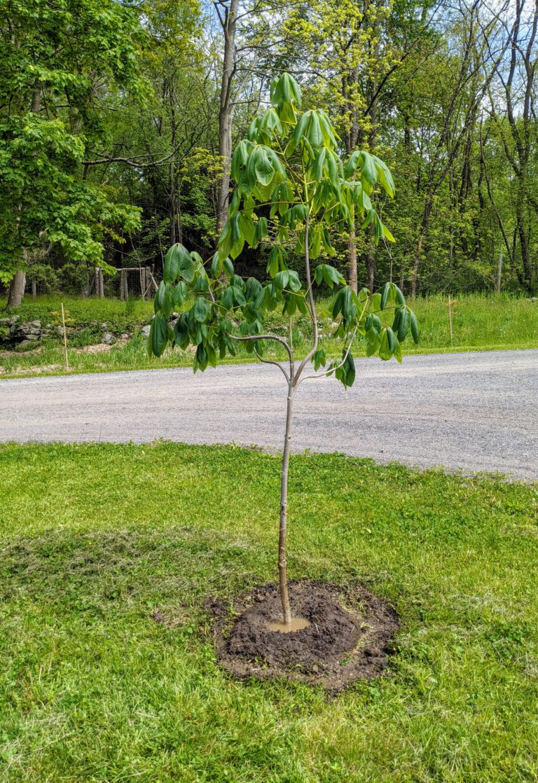 My Blooming Horse-Chestnut Trees - The Martha Stewart Blog