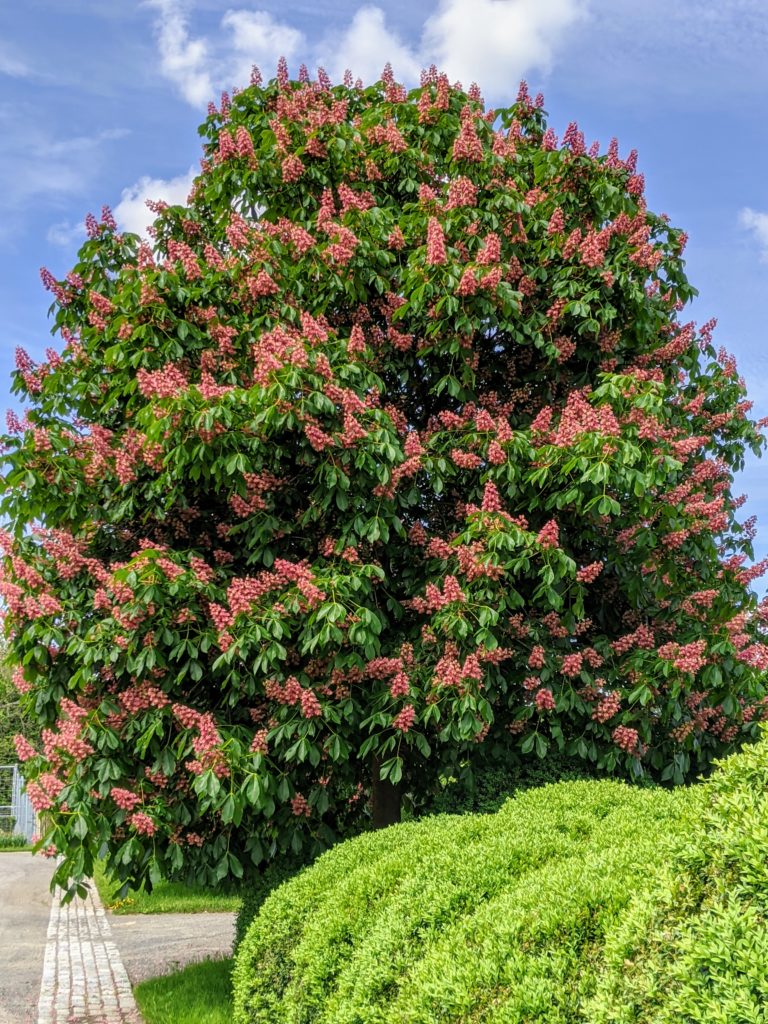 The Martha Stewart Blog : Blog Archive My Blooming Horse-Chestnut Trees ...