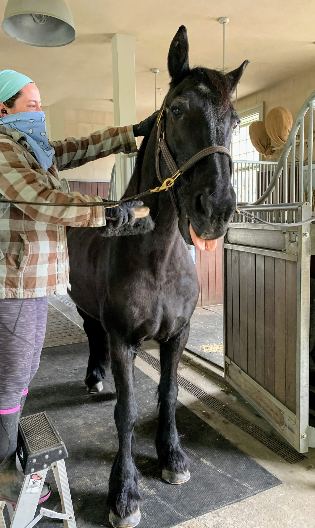 The Martha Stewart Blog : Blog Archive Grooming My Horses at the Farm ...