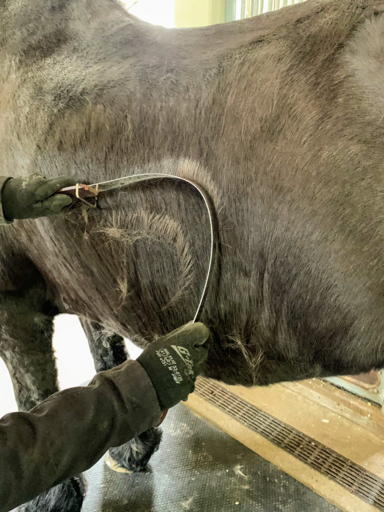 The Martha Stewart Blog : Blog Archive Grooming My Horses at the Farm ...
