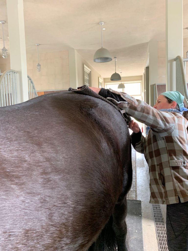The Martha Stewart Blog : Blog Archive Grooming My Horses at the Farm ...
