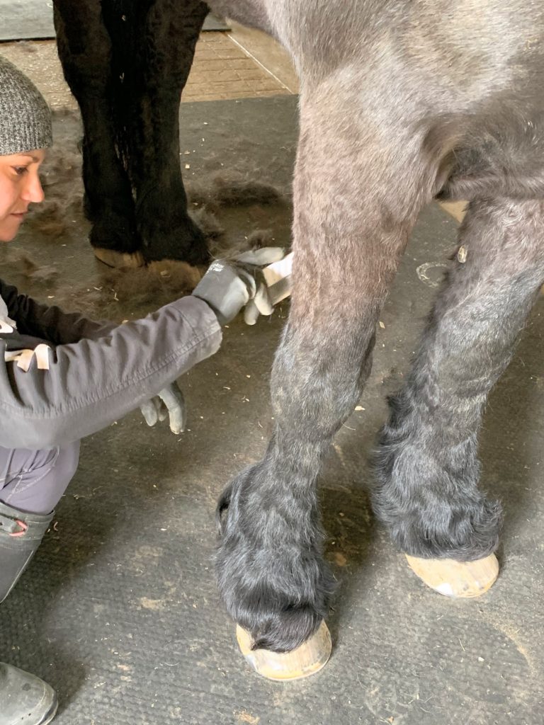 The Martha Stewart Blog : Blog Archive Grooming My Horses at the Farm ...