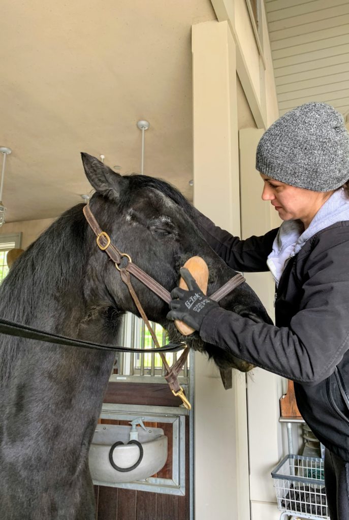 The Martha Stewart Blog : Blog Archive Grooming My Horses at the Farm ...