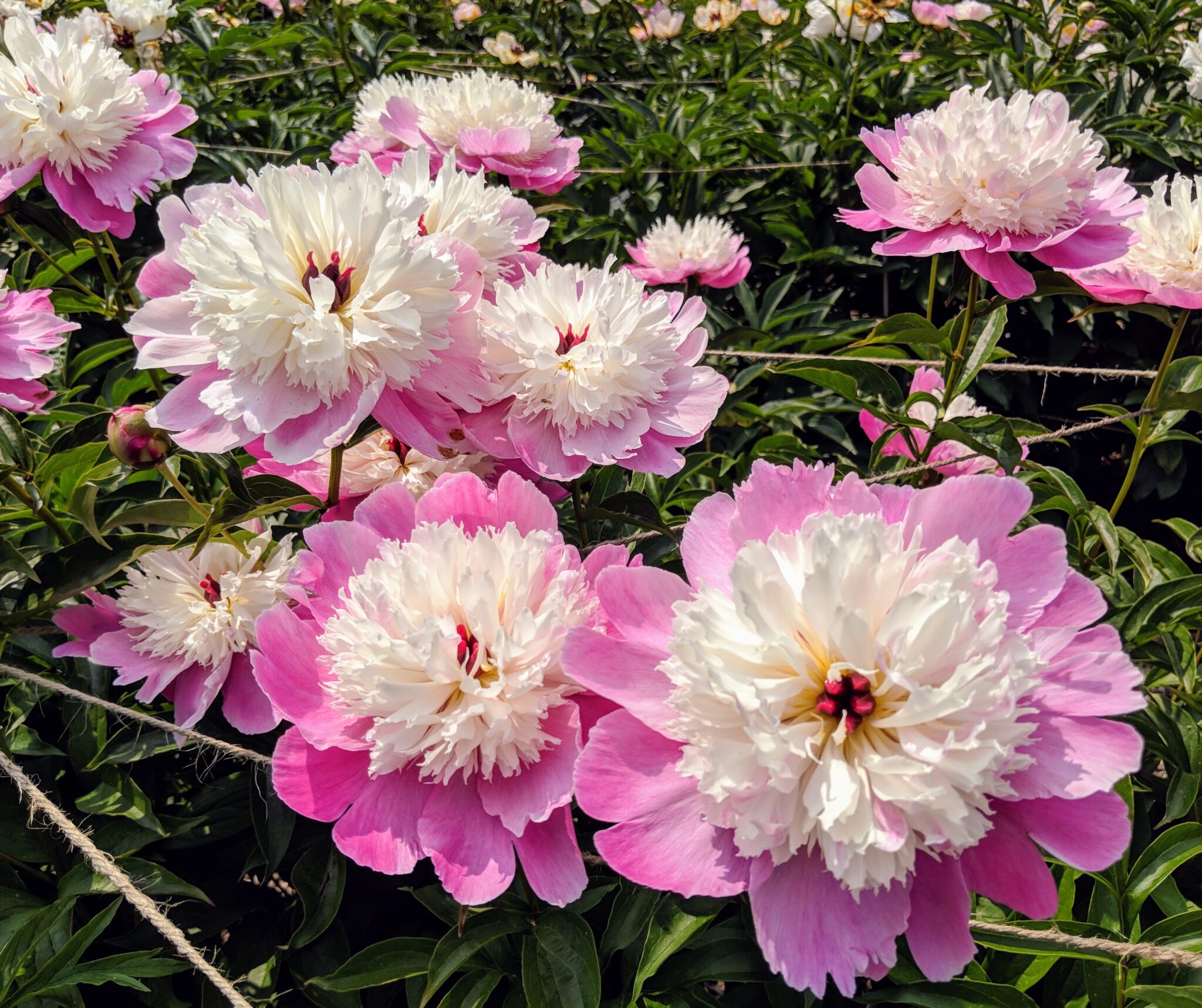 My Herbaceous Peonies in Bloom - The Martha Stewart Blog