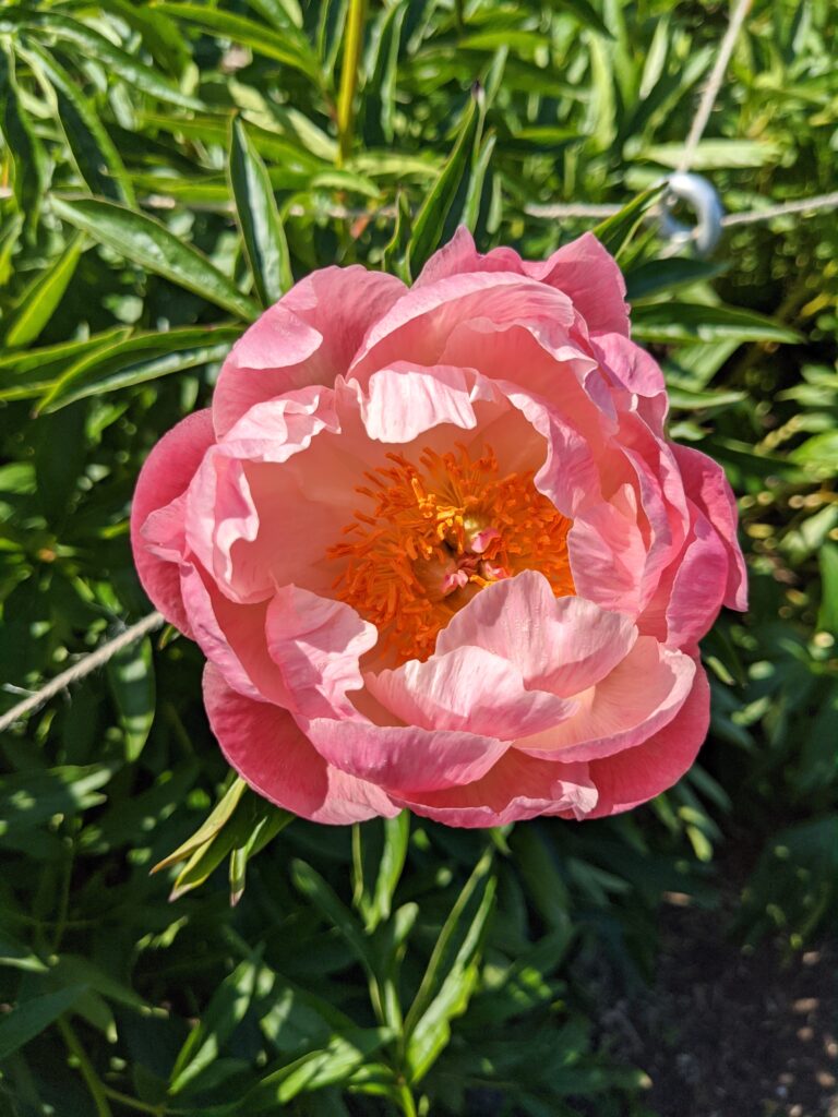 My Herbaceous Peonies in Bloom - The Martha Stewart Blog
