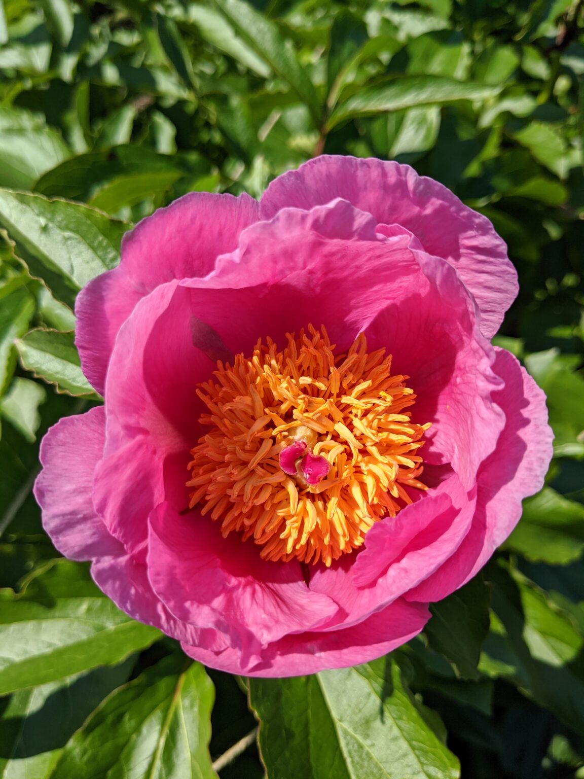 My Herbaceous Peonies in Bloom - The Martha Stewart Blog