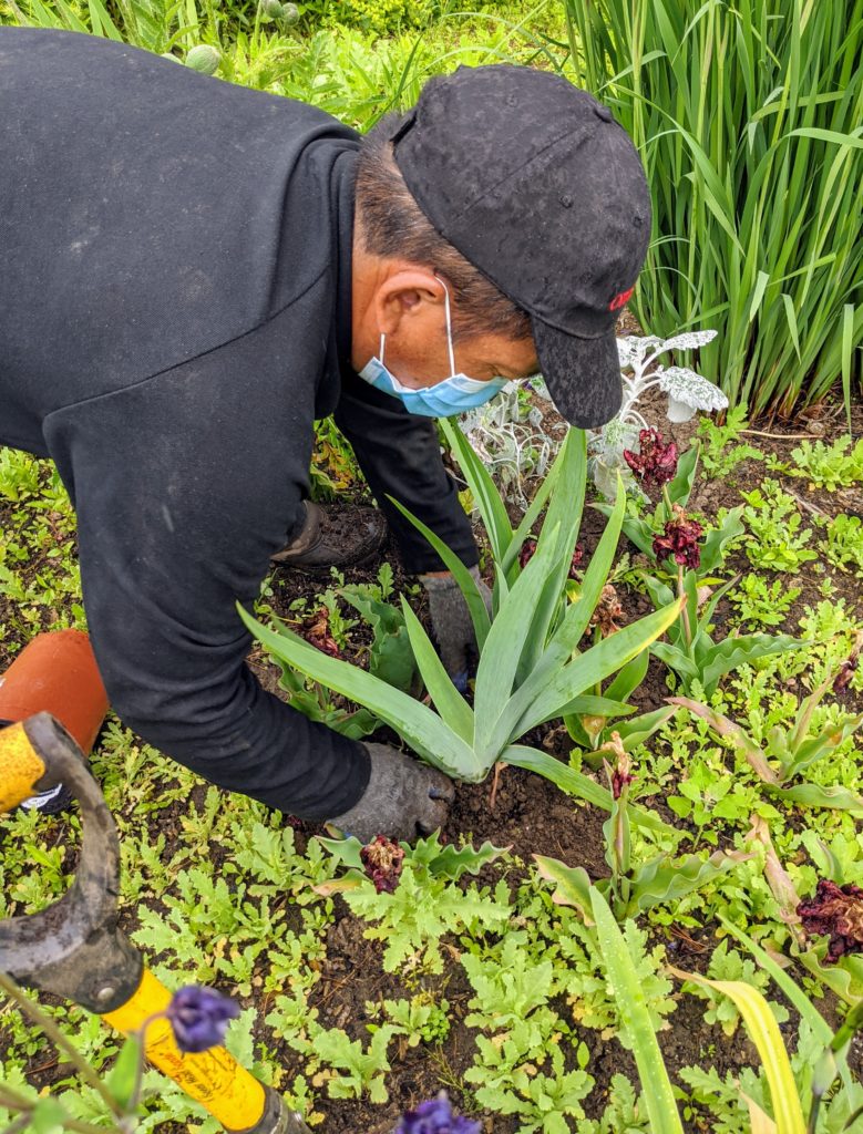 Planting in the Flower Garden - The Martha Stewart Blog