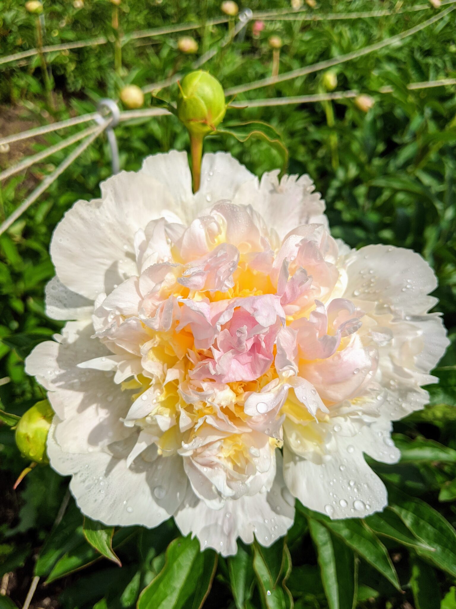 My Herbaceous Peonies in Bloom - The Martha Stewart Blog