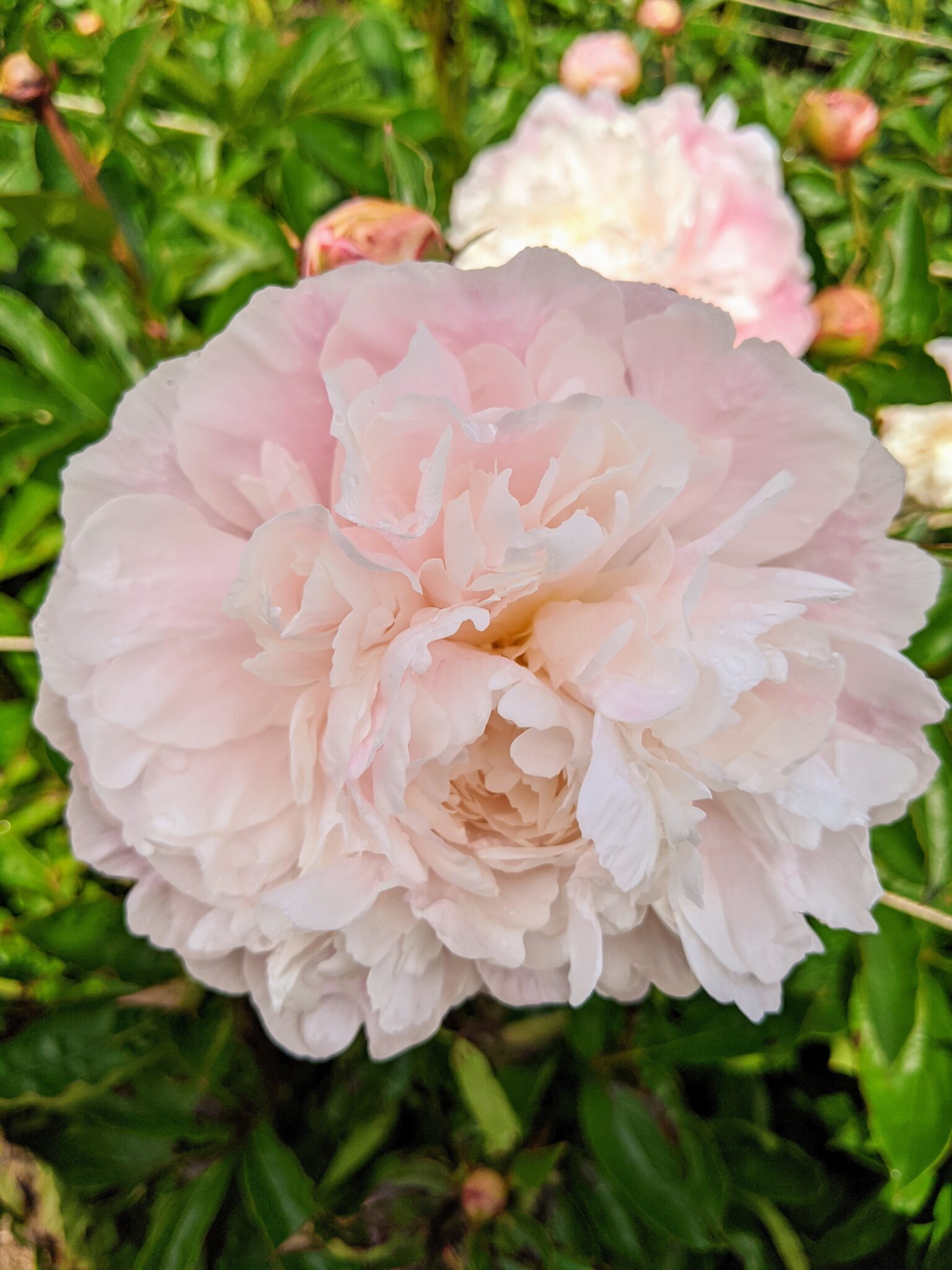 My Herbaceous Peonies in Bloom - The Martha Stewart Blog