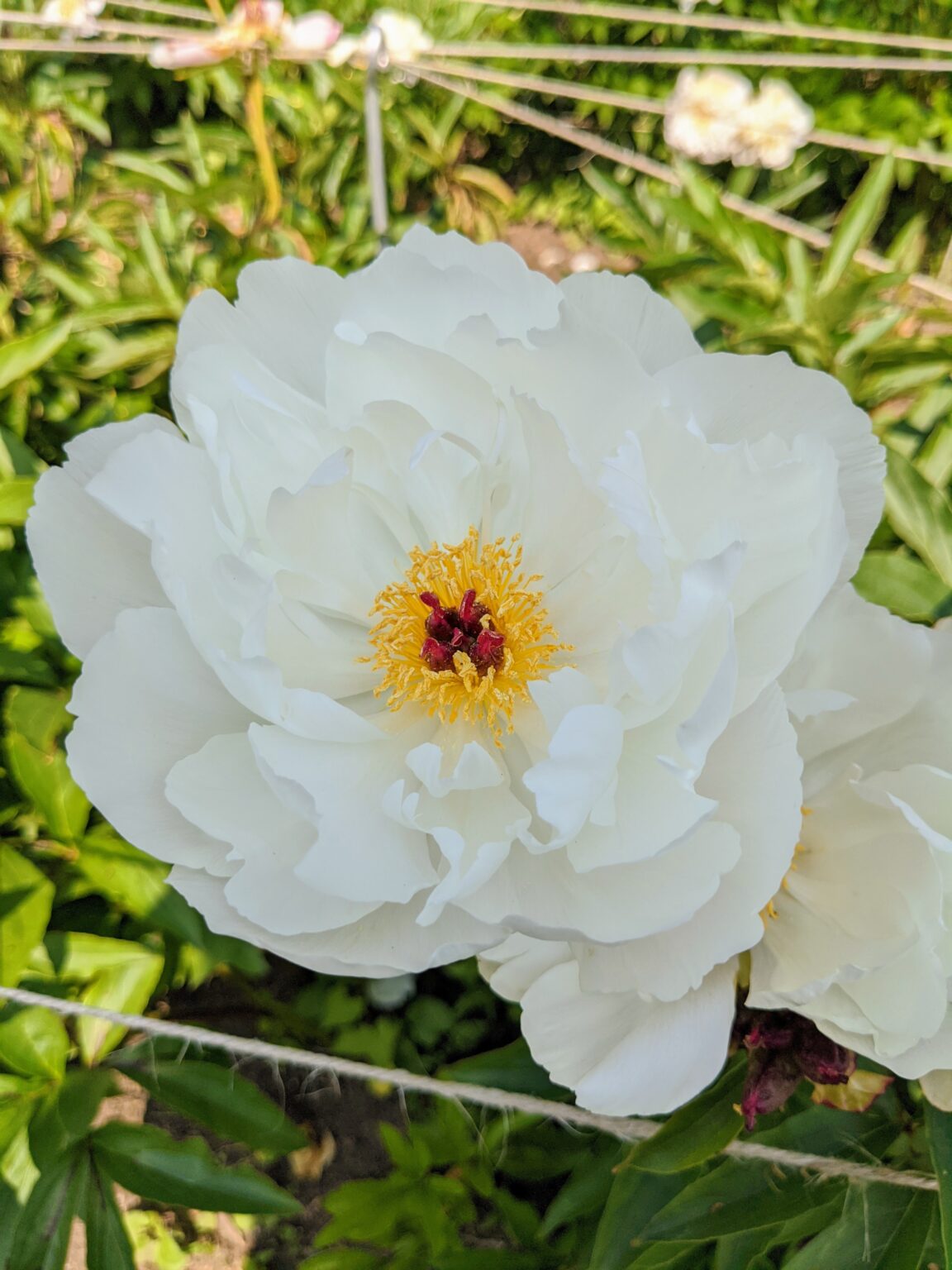 My Herbaceous Peonies in Bloom - The Martha Stewart Blog