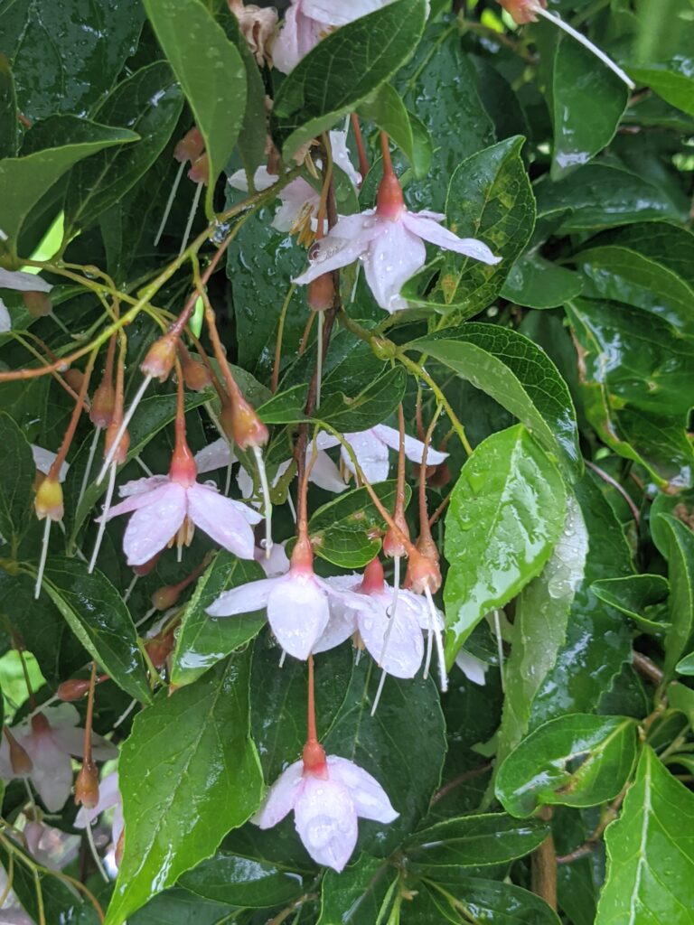 A Rainy Day at My Farm - The Martha Stewart Blog