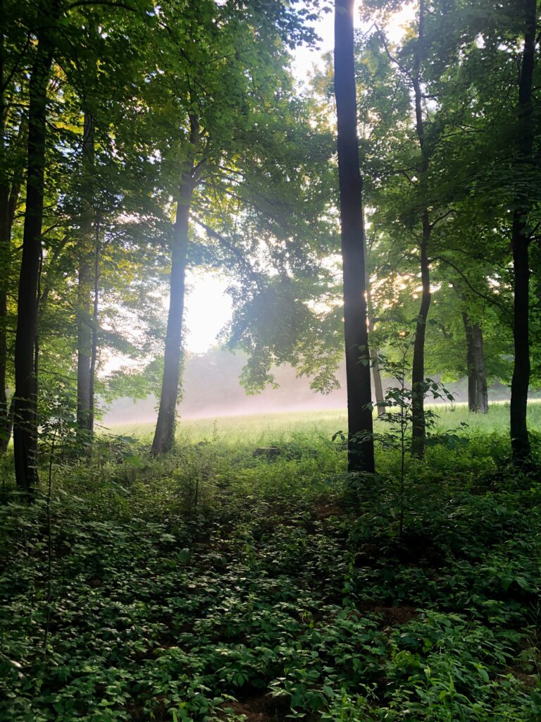 The Martha Stewart Blog : Blog Archive Early Morning Fog Over My Farm ...