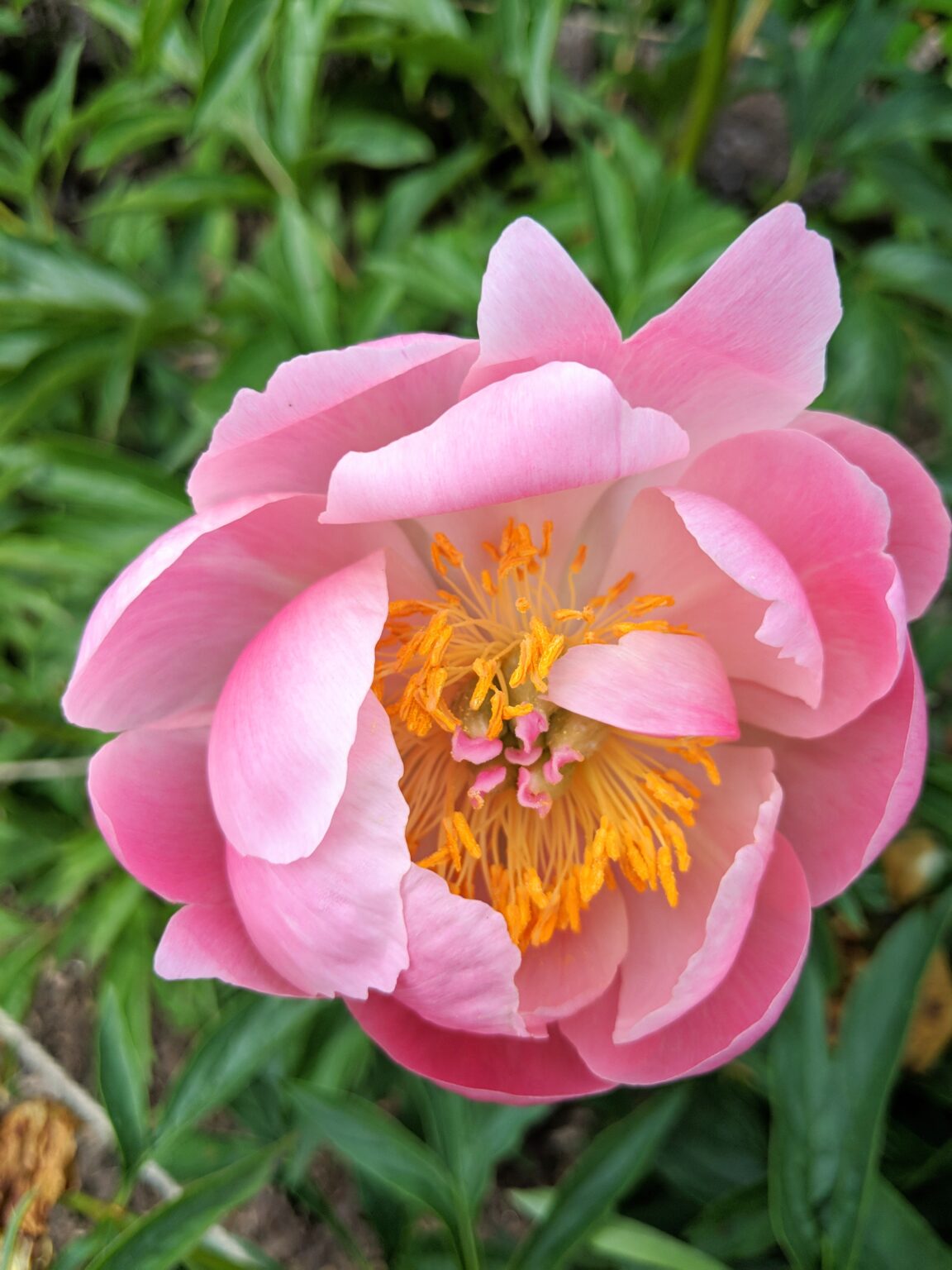 My Herbaceous Peonies in Bloom - The Martha Stewart Blog