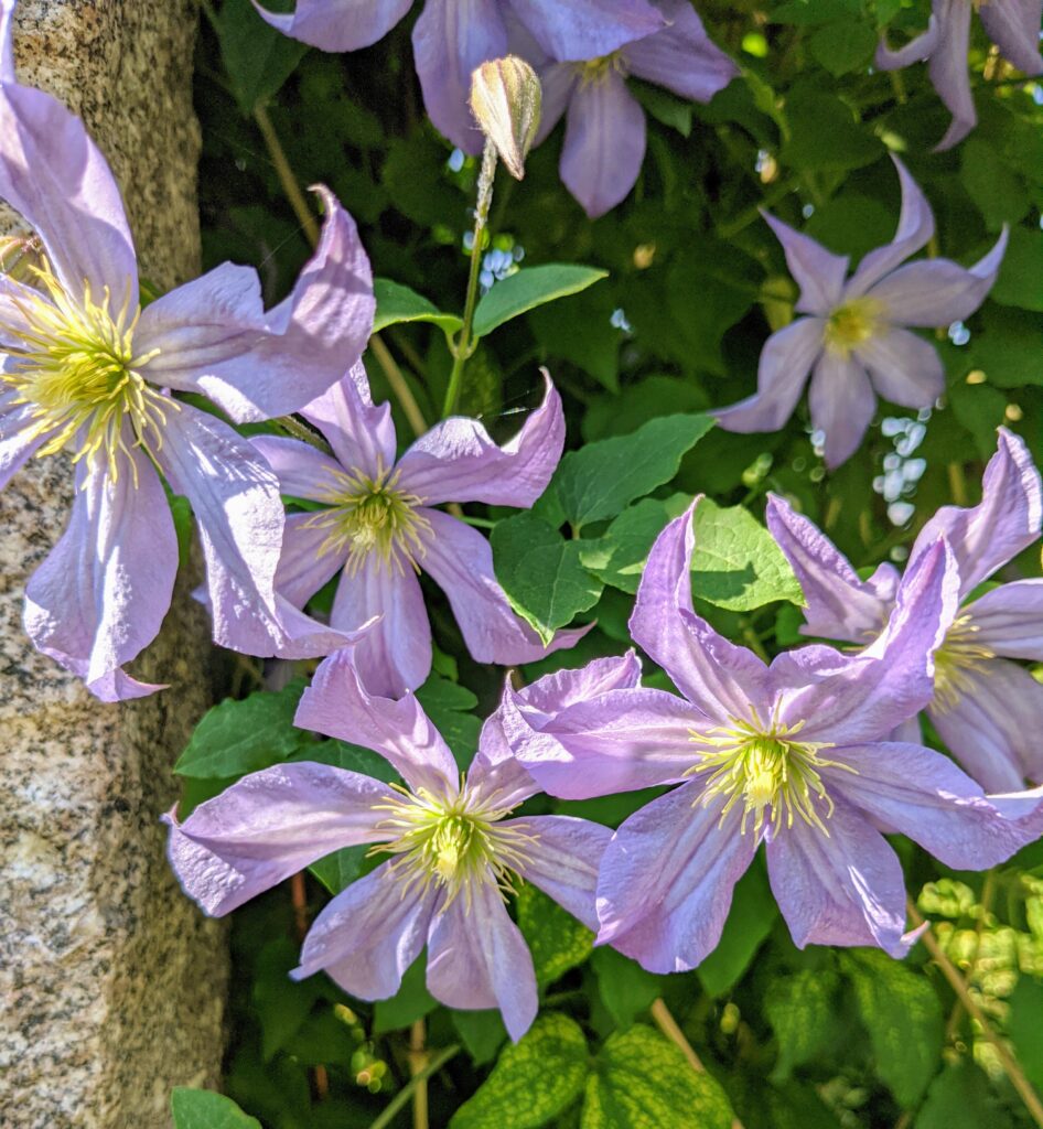 The Blooming Clematis - The Martha Stewart Blog