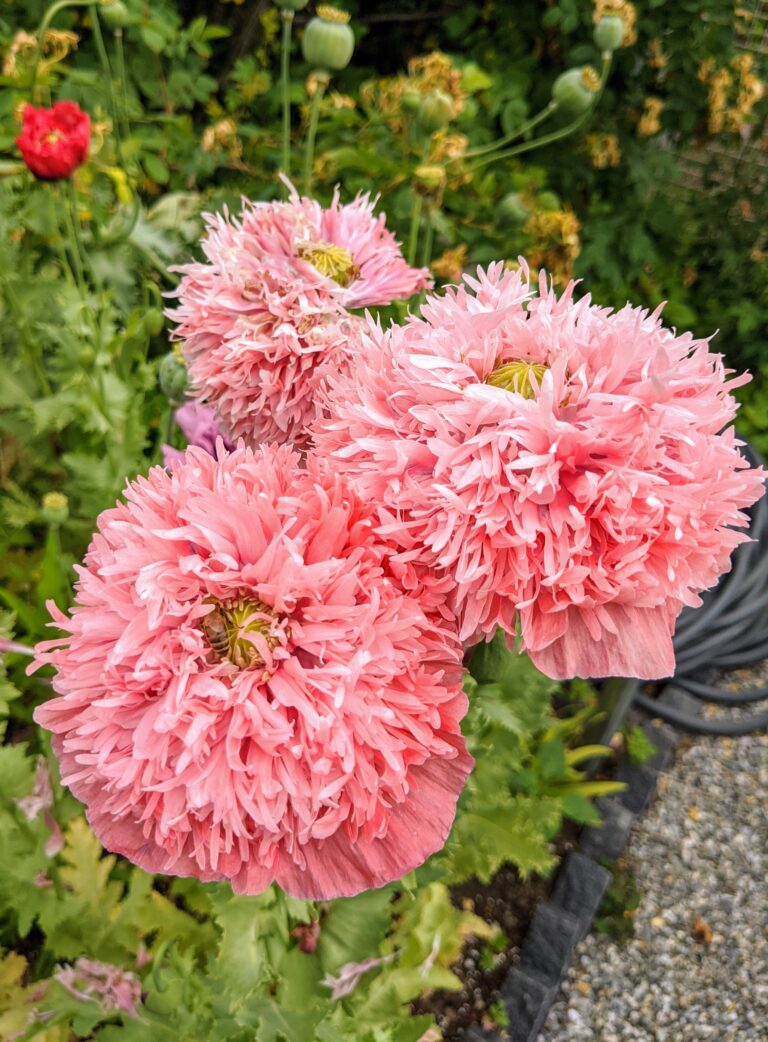 The Martha Stewart Blog : Blog Archive Poppies in My Flower Garden ...