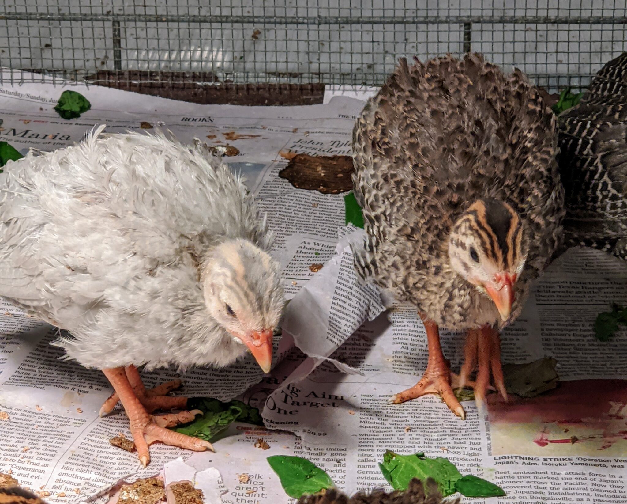 Raising Guinea Fowl at My Farm - The Martha Stewart Blog