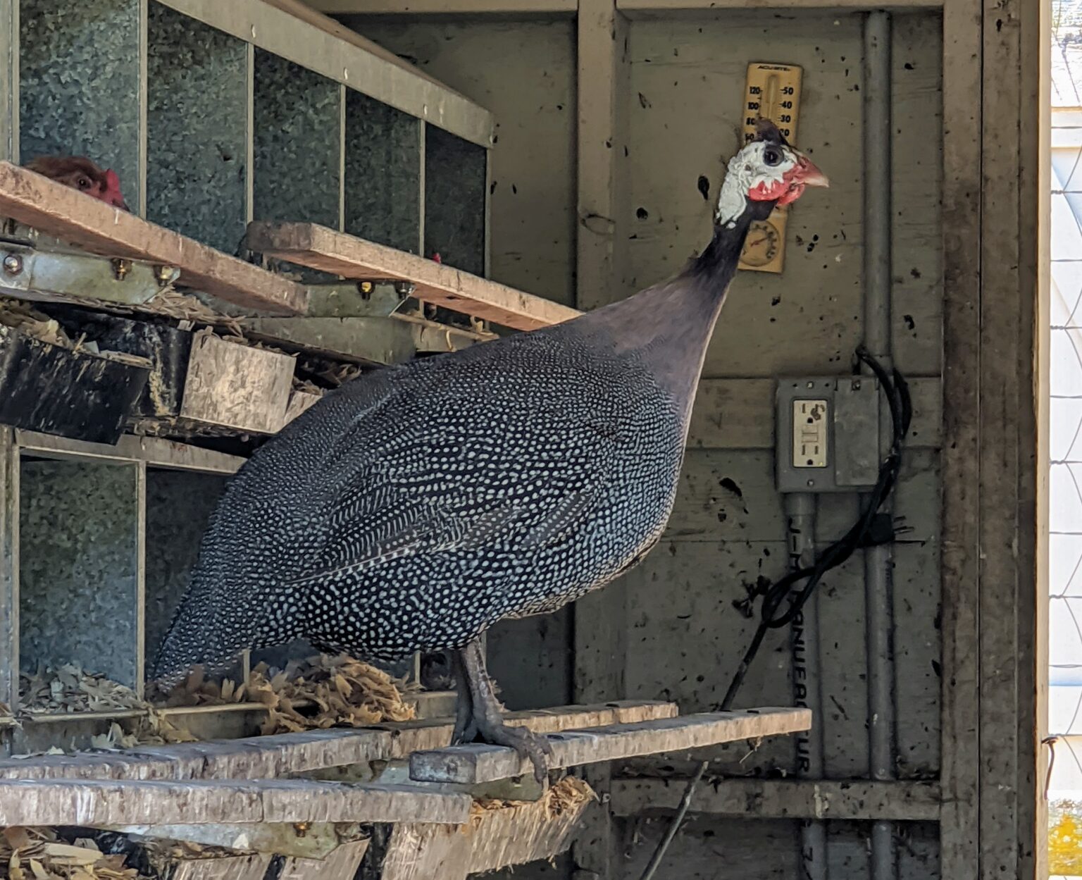 Raising Guinea Fowl at My Farm - The Martha Stewart Blog