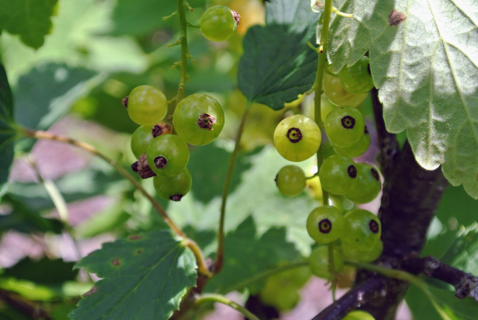 Picking the Currants - The Martha Stewart Blog