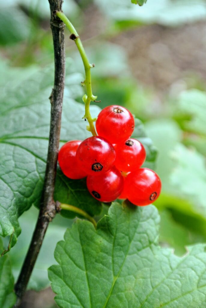 Picking the Currants - The Martha Stewart Blog