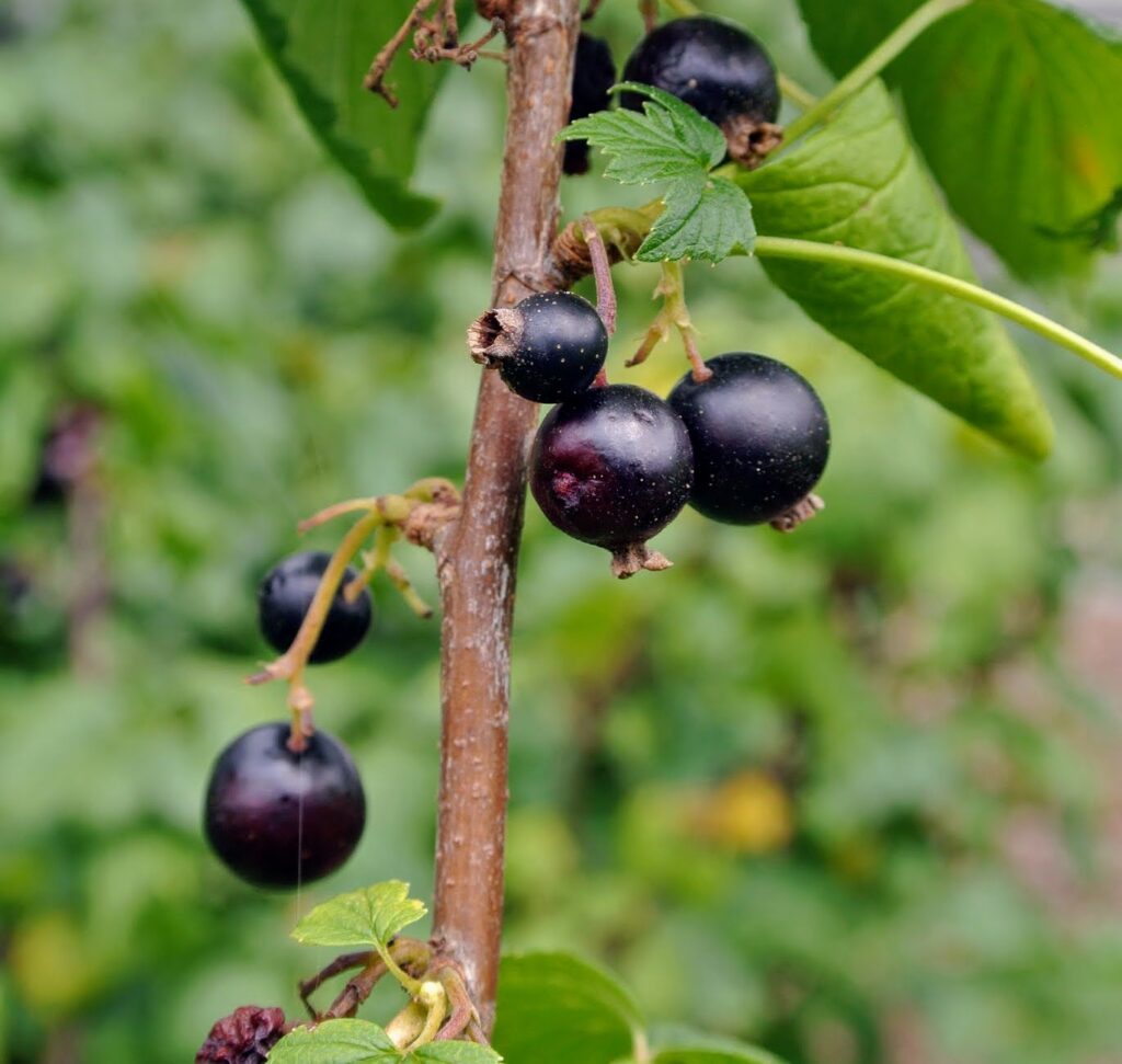 Picking the Currants - The Martha Stewart Blog