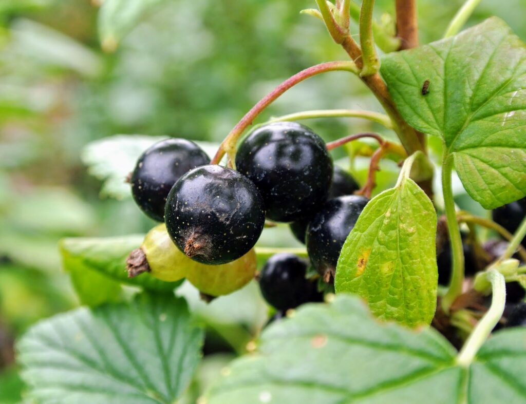 Picking the Currants - The Martha Stewart Blog