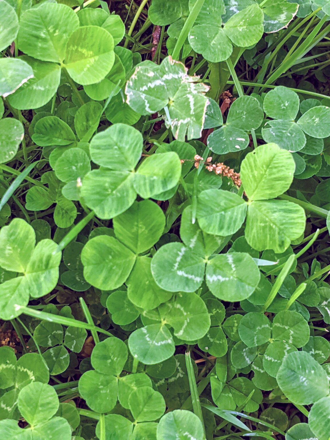Weeding All Around the Farm - The Martha Stewart Blog