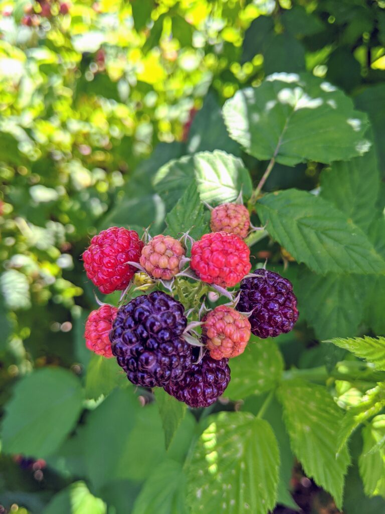 Picking Sweet Raspberries at the Farm - The Martha Stewart Blog