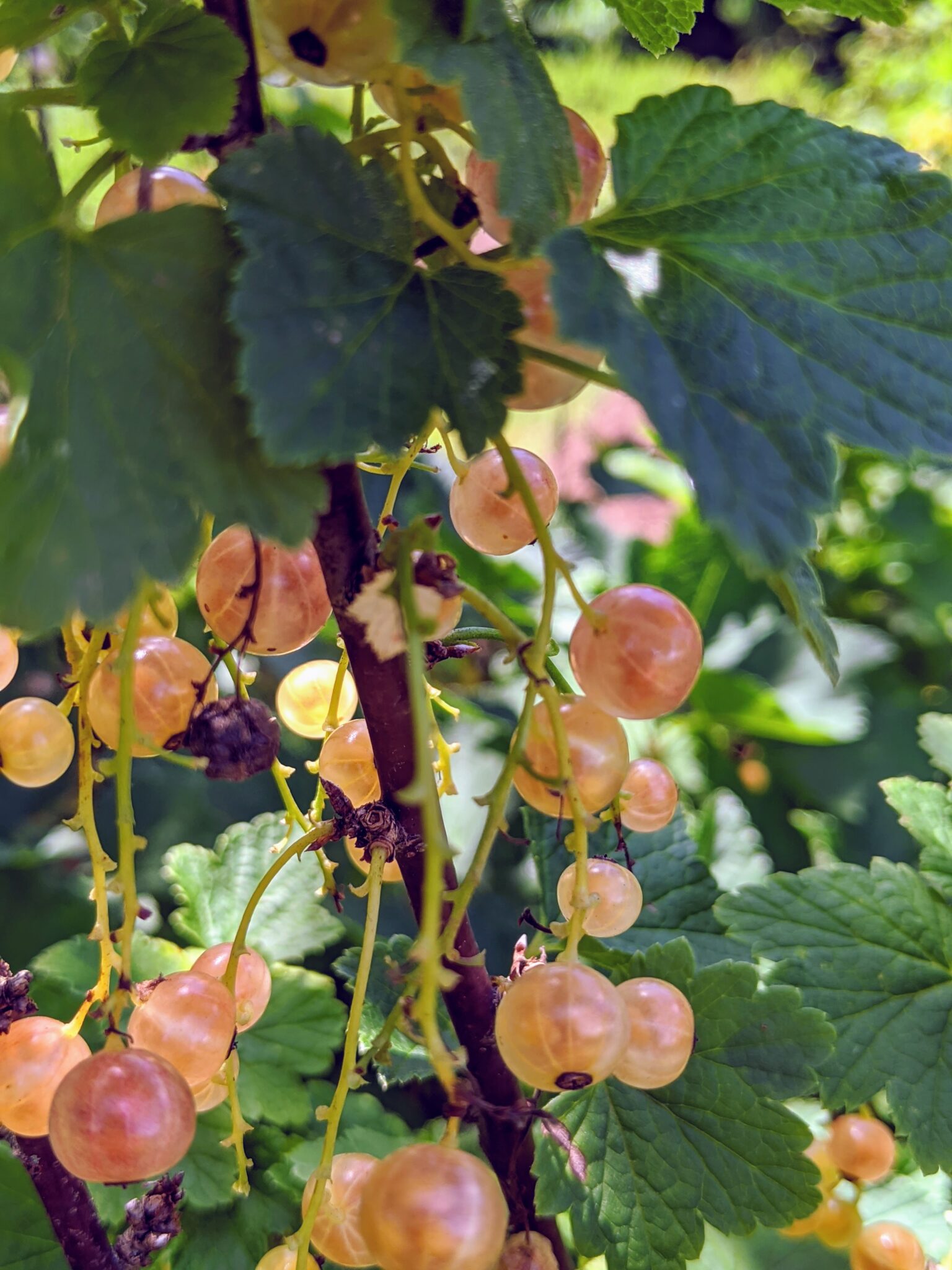 Picking the Currants - The Martha Stewart Blog