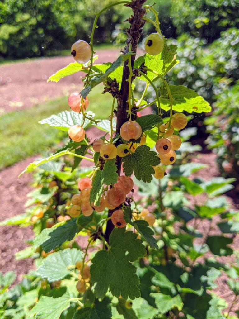 Picking the Currants - The Martha Stewart Blog